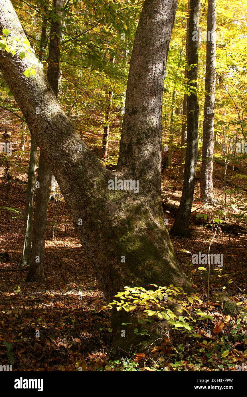 Y shaped tree hi-res stock photography and images - Alamy