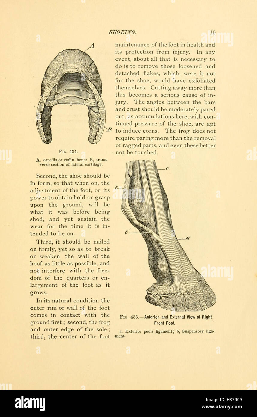 Horseshoes on horse hooves hi-res stock photography and images - Alamy