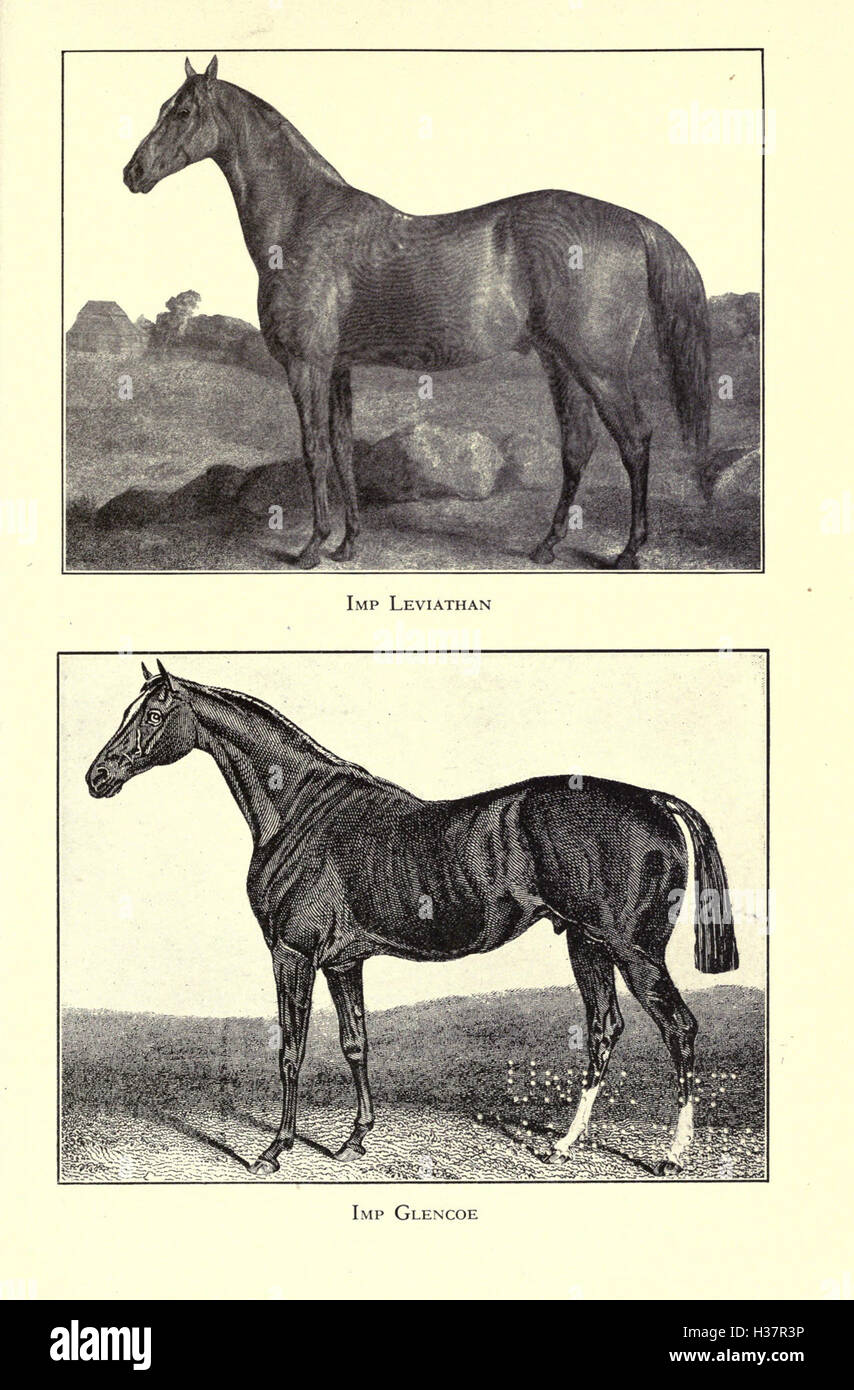 A historical study of the breeding and development of the American ...