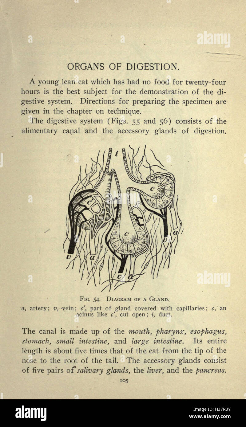 This page provides a detailed description of mammalian anatomy ...