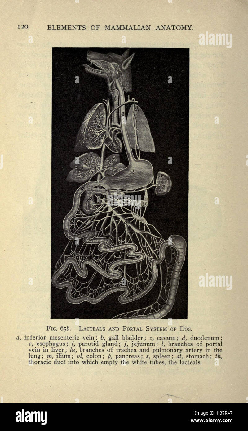 Mammalian digestive system anatomy hi-res stock photography and images ...