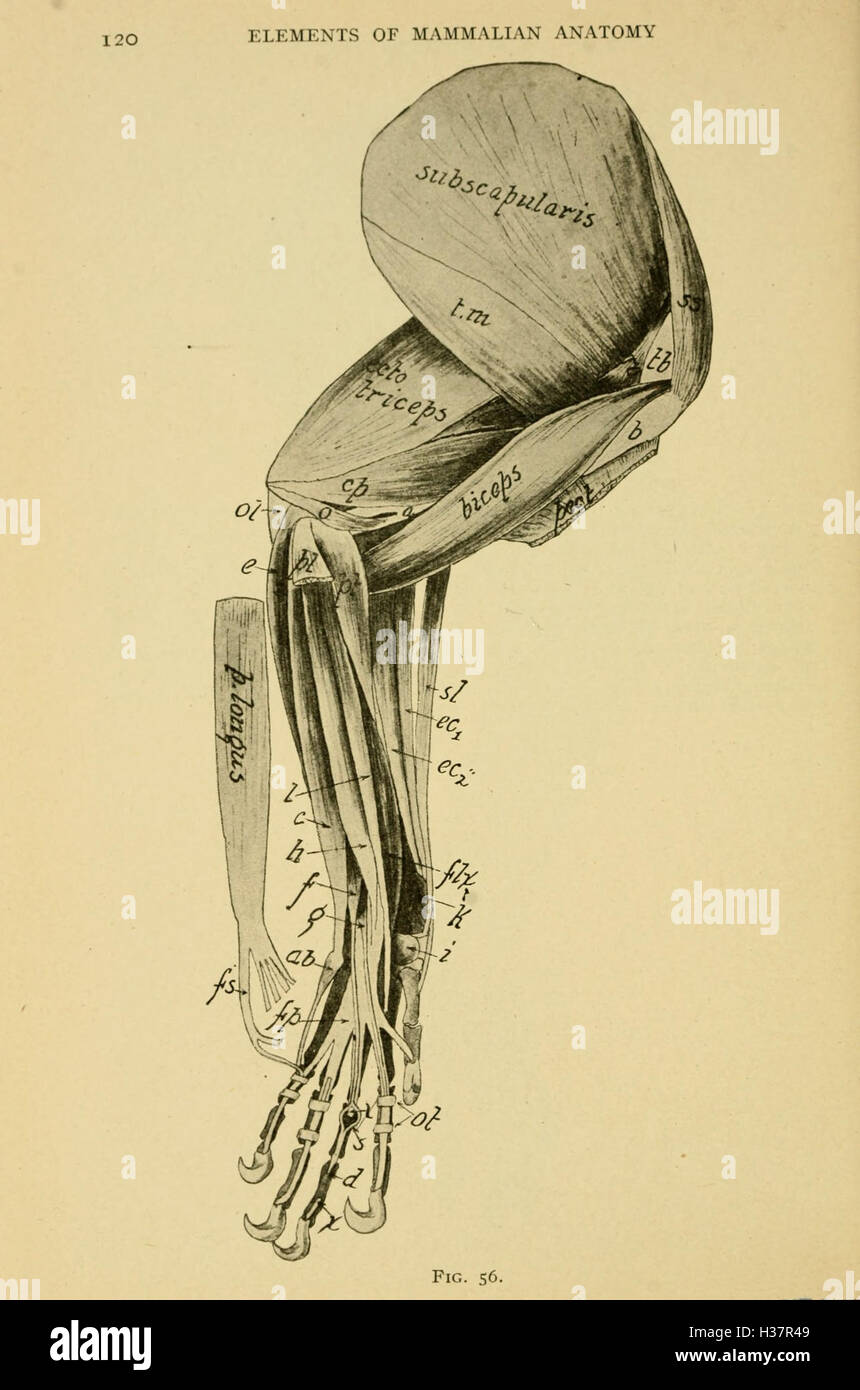 This text covers the anatomy of mammals, detailing the structure and ...