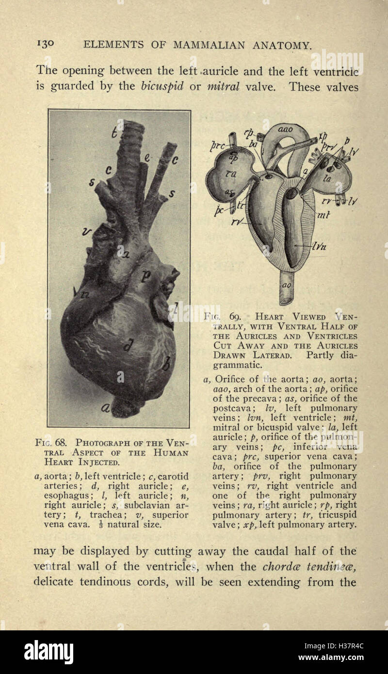 A comprehensive study of mammalian anatomy, detailing the structure ...