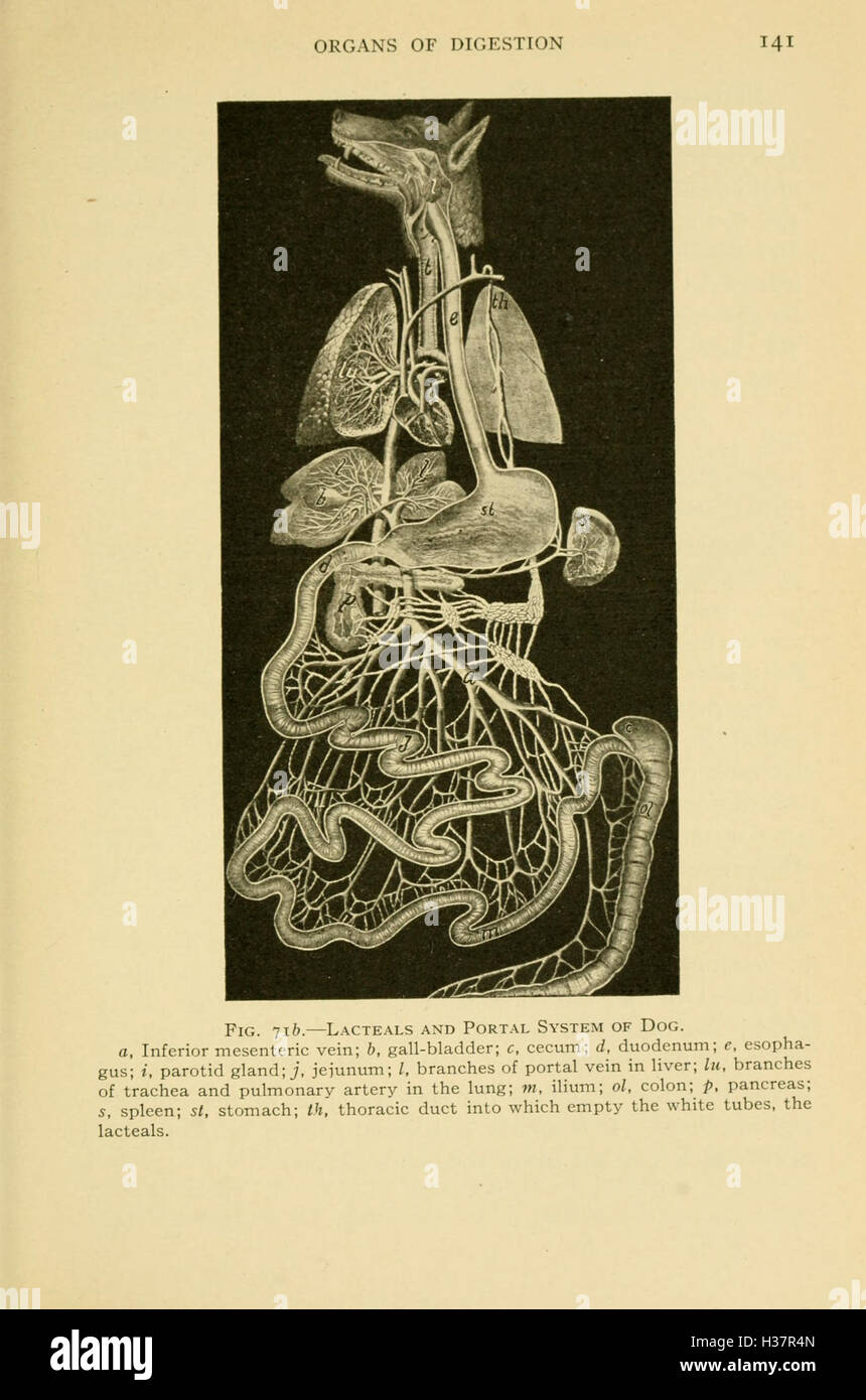 This work explores the anatomy of mammals, focusing on structural ...