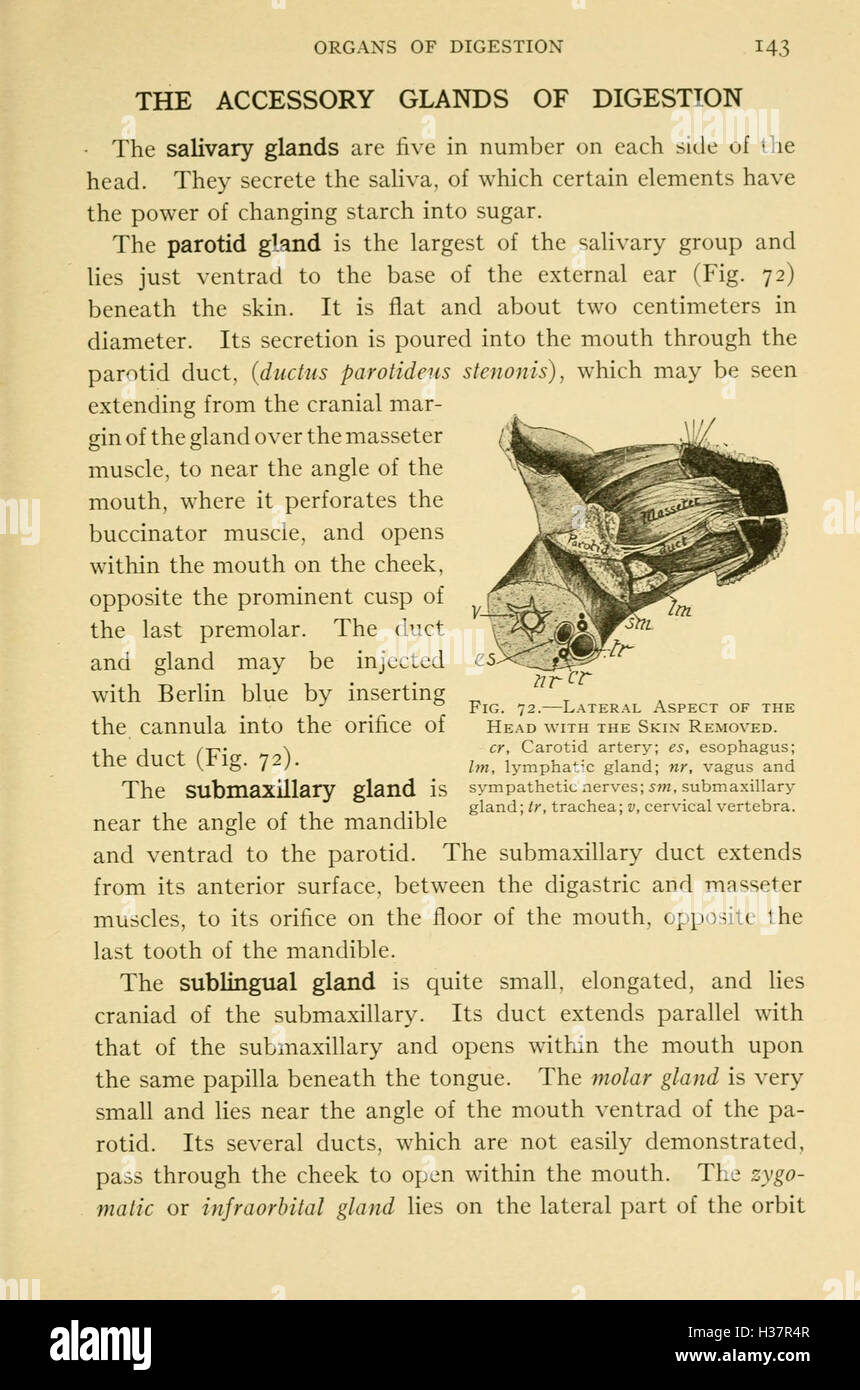 This work focuses on the structure and function of mammalian anatomy ...