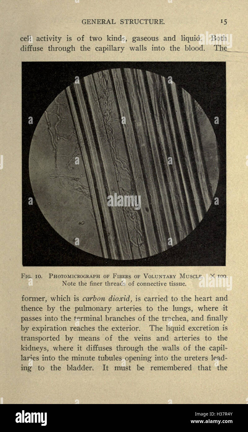 This work focuses on the anatomy of mammals, exploring the structure ...