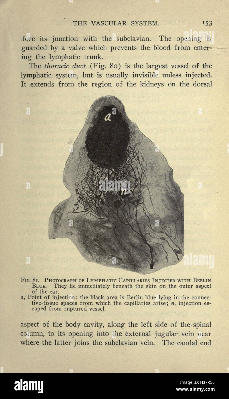 This work provides a detailed study of mammalian anatomy, describing ...