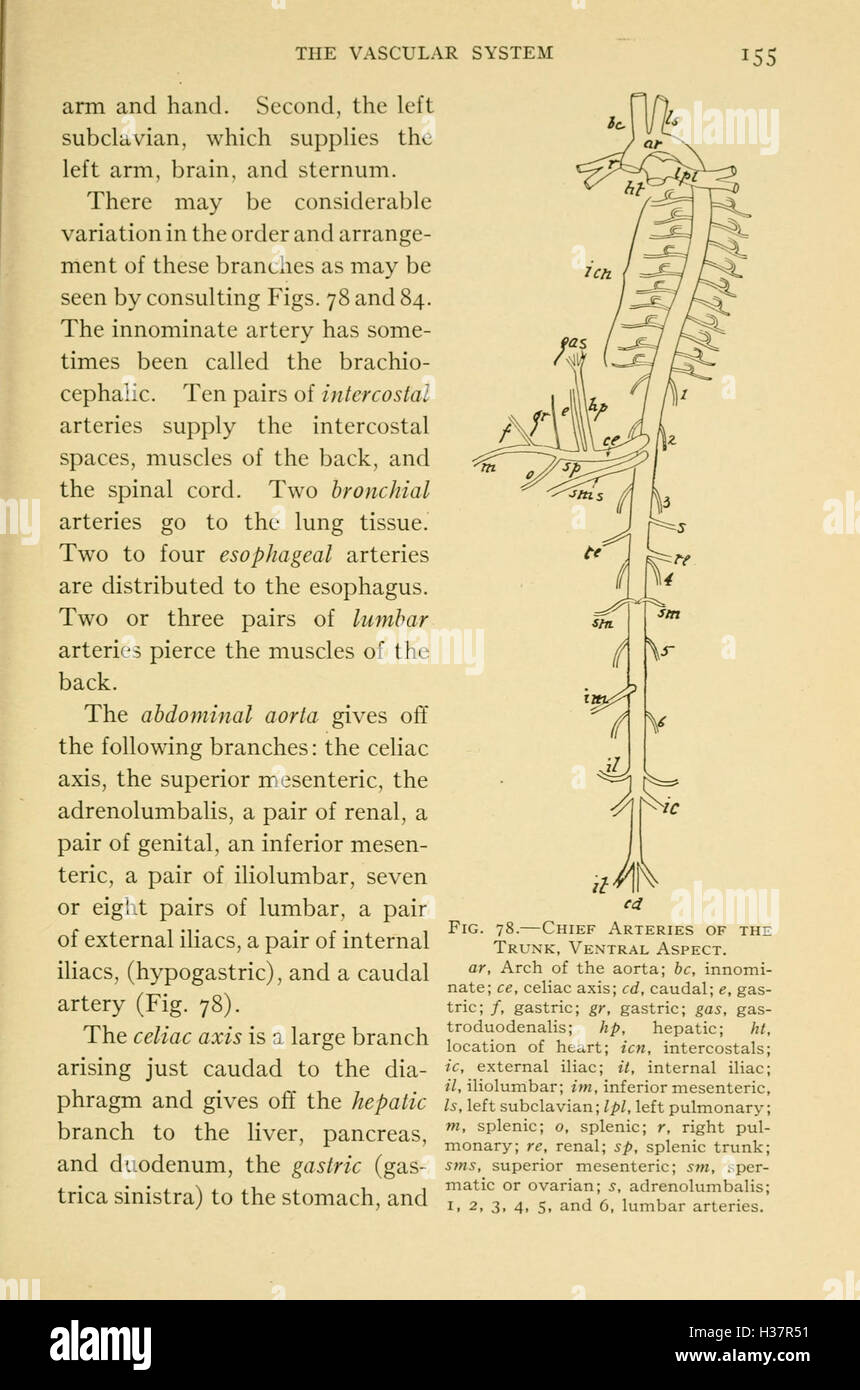 Mammalian digestive system anatomy hi-res stock photography and images ...