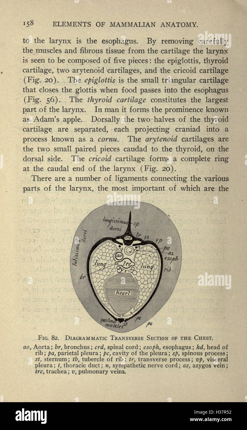 This work examines the anatomy of mammals, focusing on their organ ...