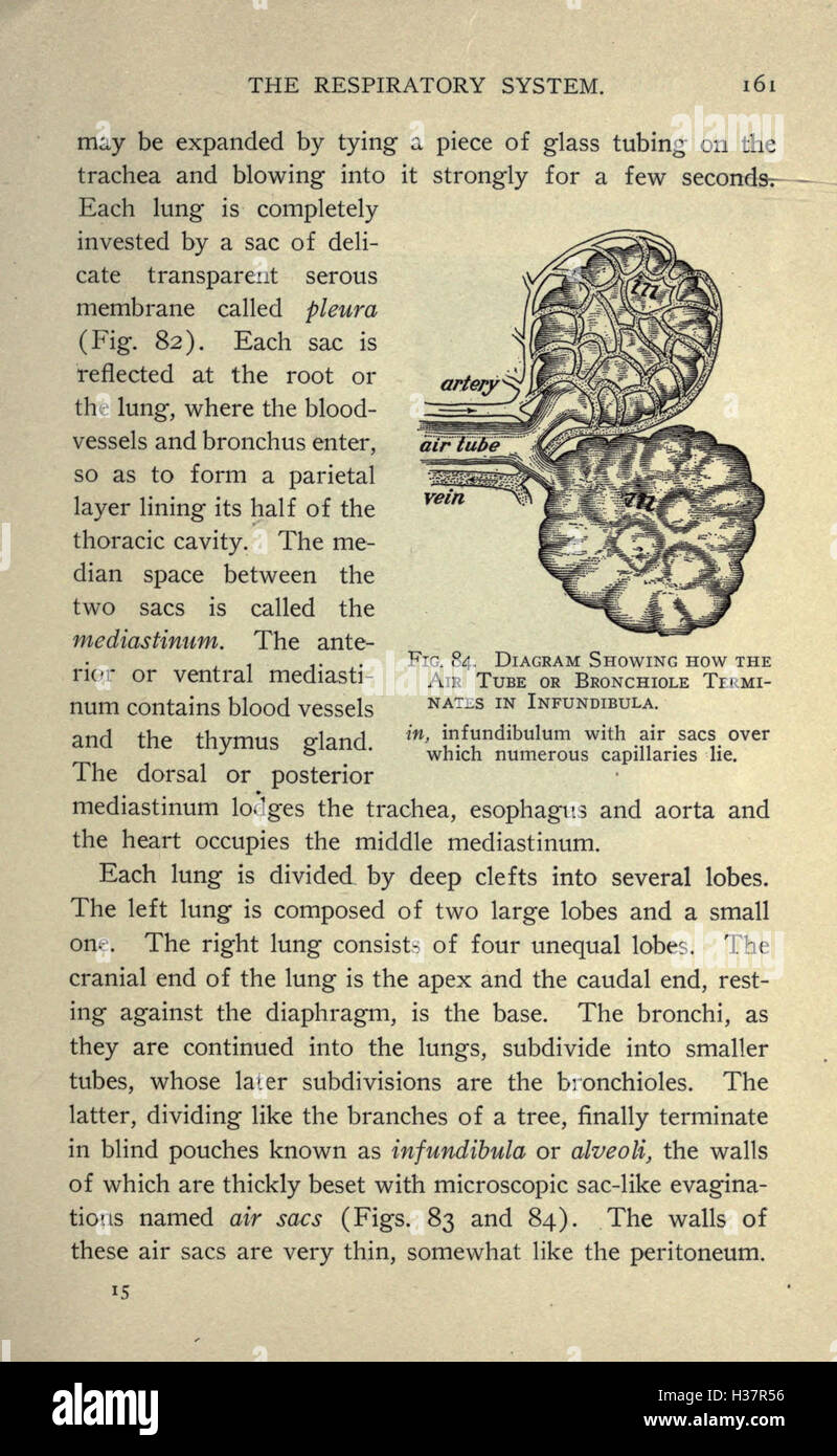 This work provides a comprehensive overview of mammalian anatomy, exploring the structure and ...