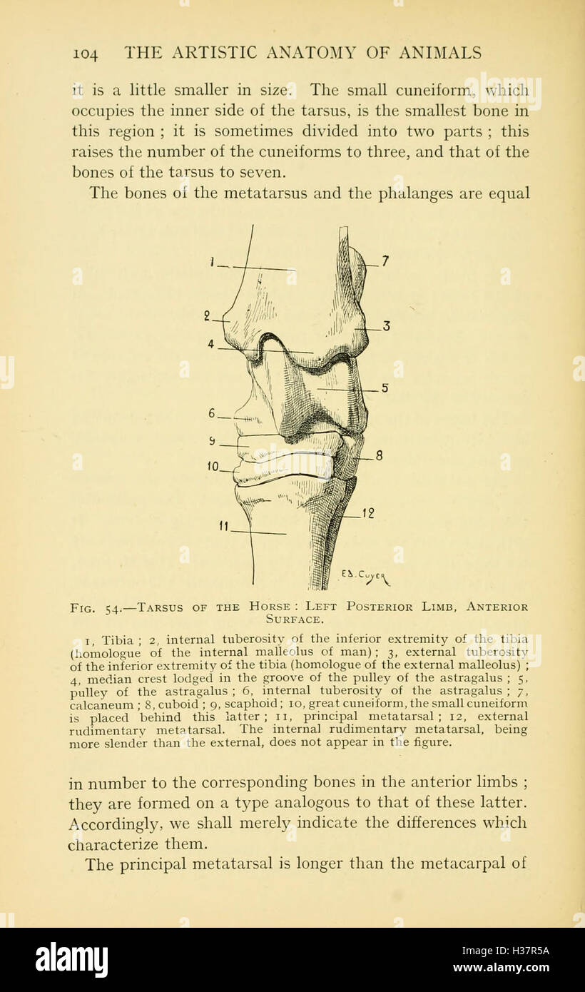 This book presents a detailed study of animal anatomy through artistic ...