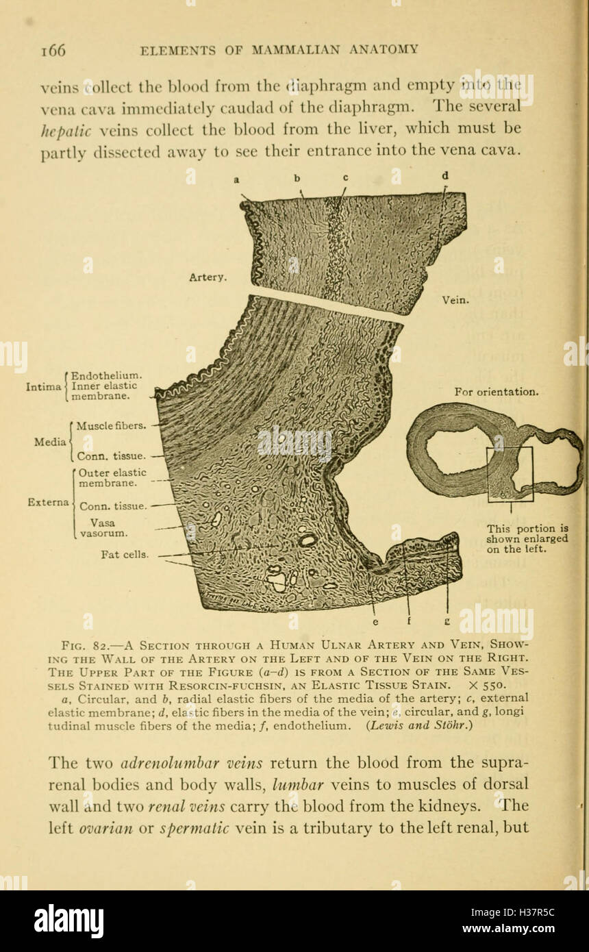 This work covers the anatomical structure of mammals, providing ...