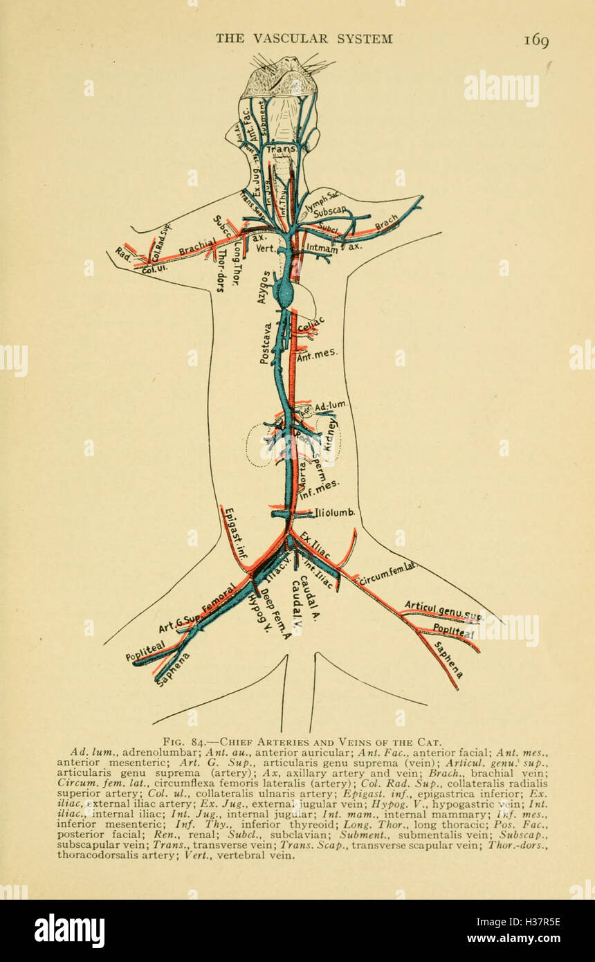 This text examines the anatomy of mammals, providing a comprehensive ...