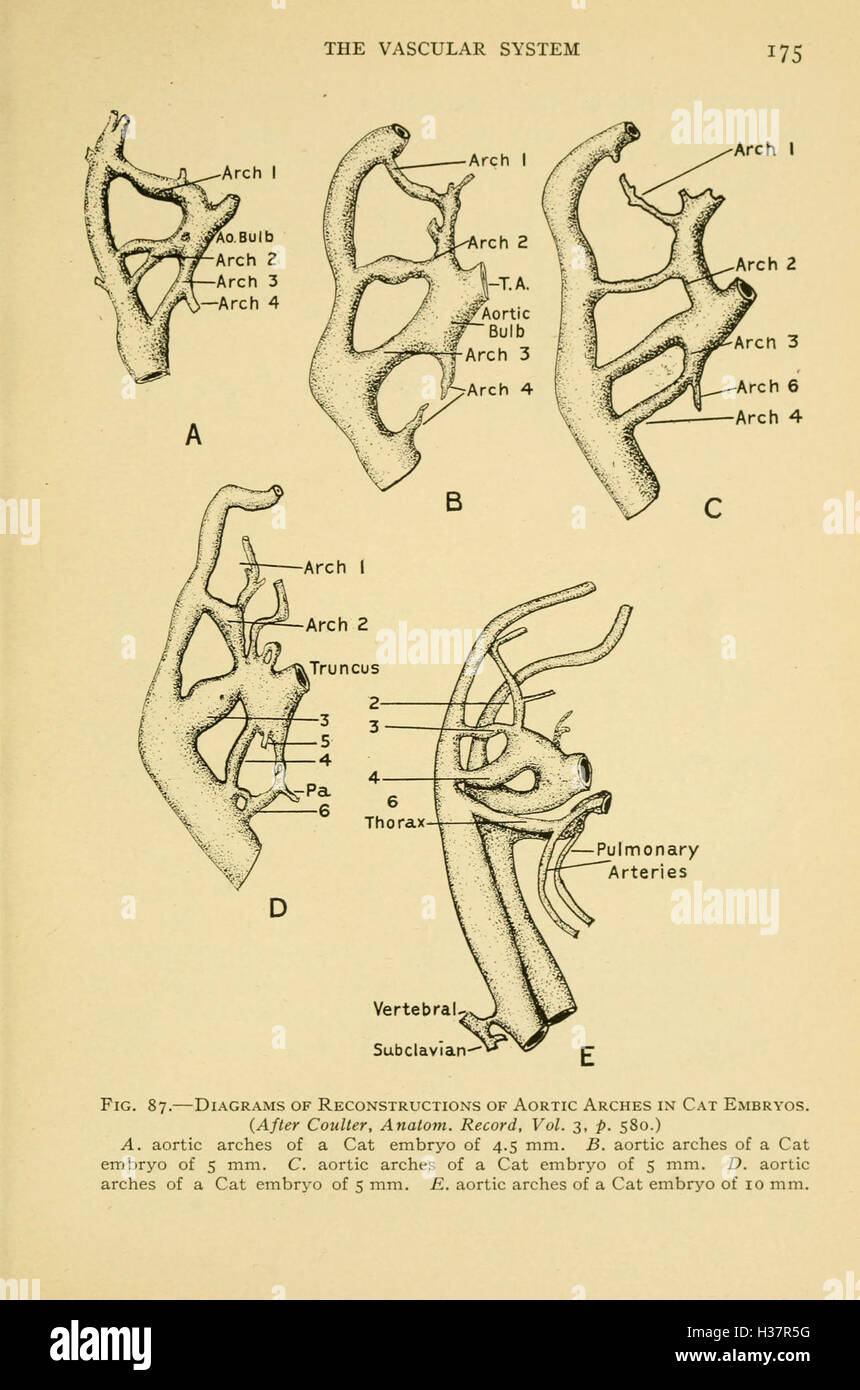 This book covers the anatomy of mammals, including structure, organ ...