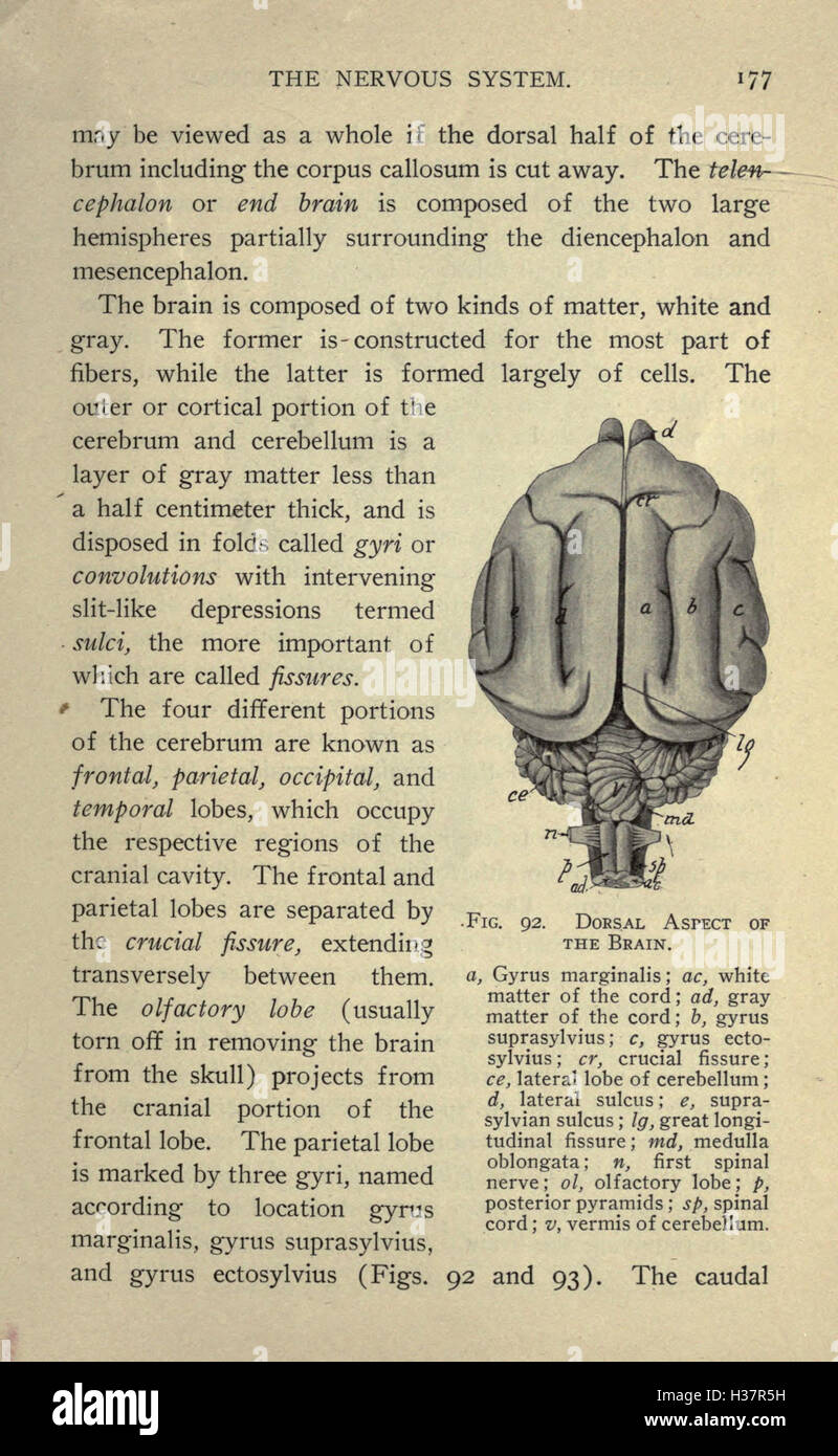 This work examines the anatomy of mammals, focusing on the structure ...