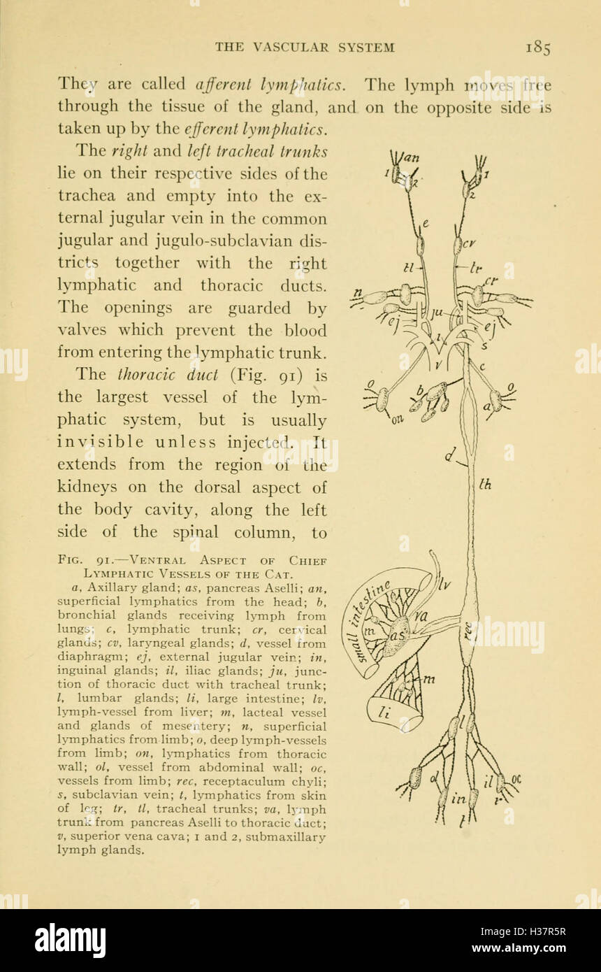 Mammalian digestive system anatomy hi-res stock photography and images ...