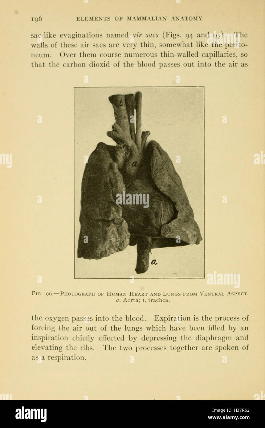 This work details the anatomy of mammals, focusing on the skeletal ...