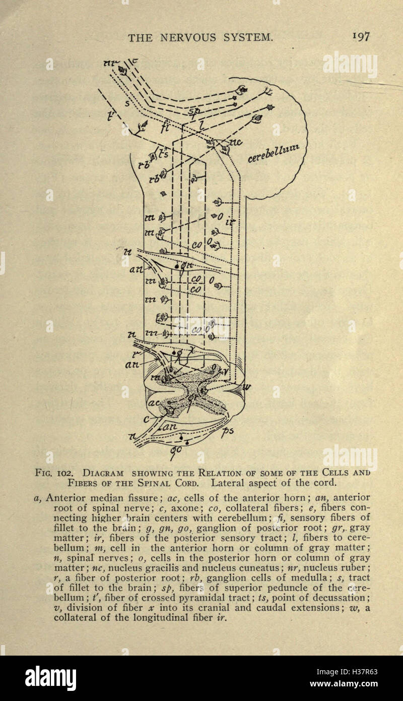 This page features detailed depictions and descriptions of mammalian ...