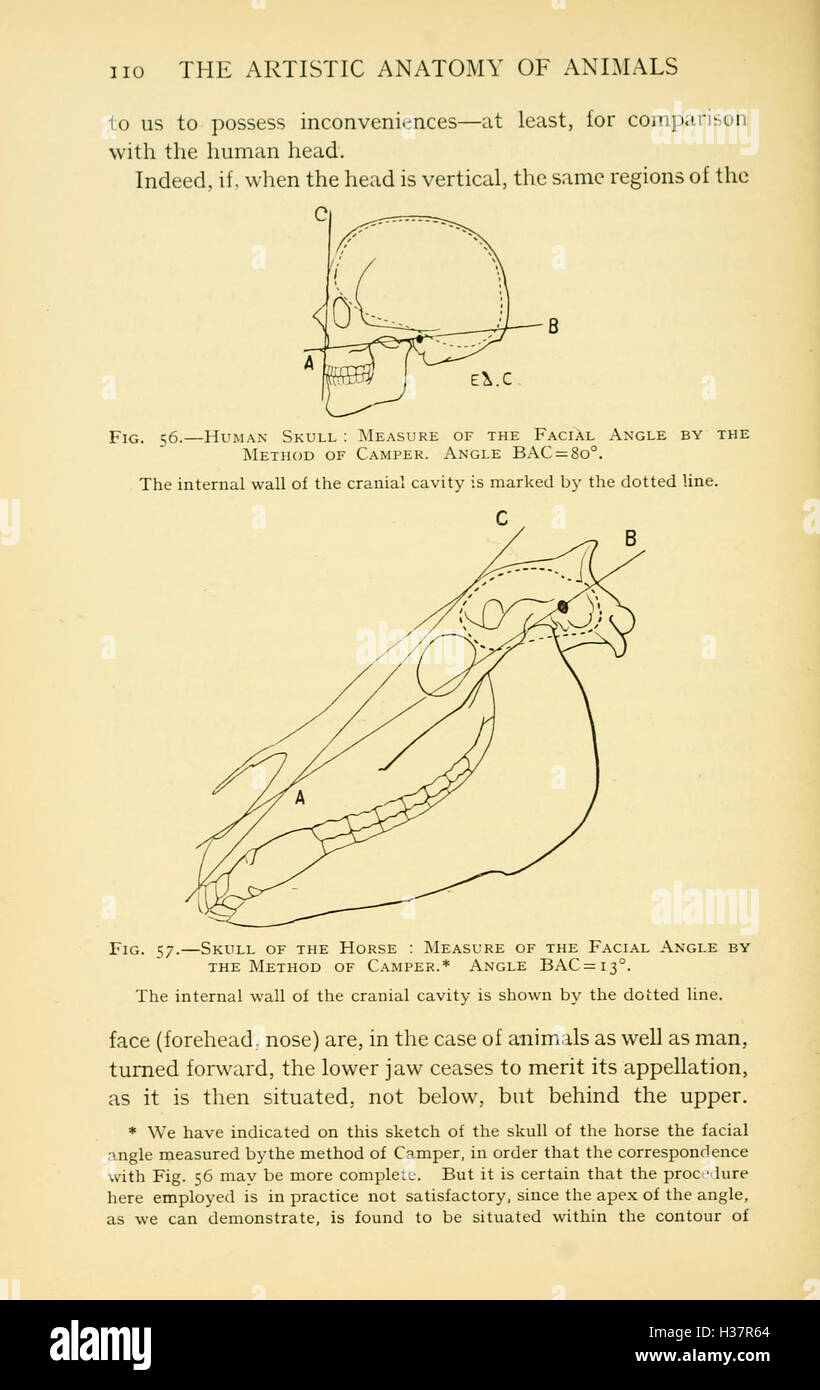 This page explores the artistic anatomy of animals, focusing on the ...