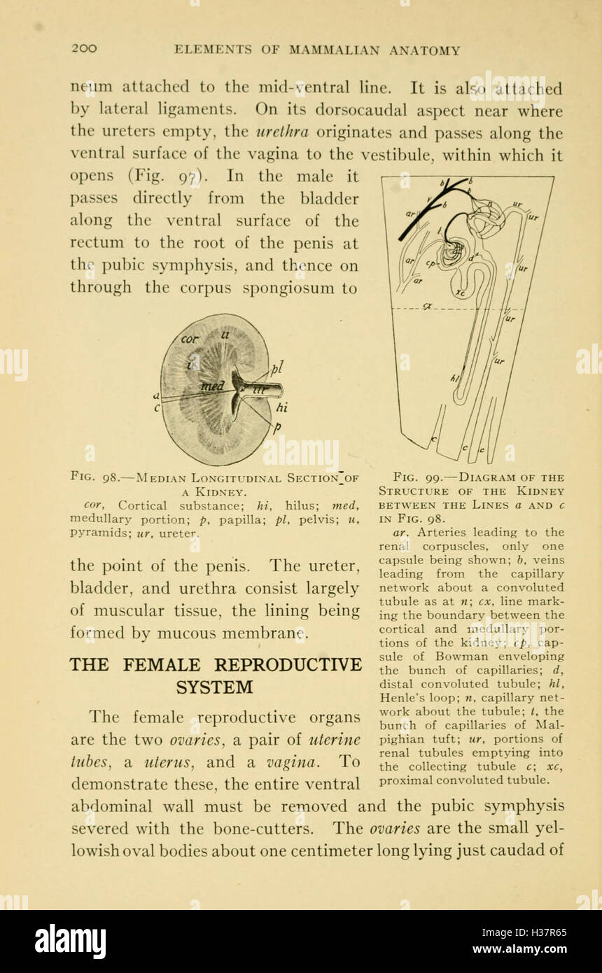 This work presents the study of mammalian anatomy, including the ...