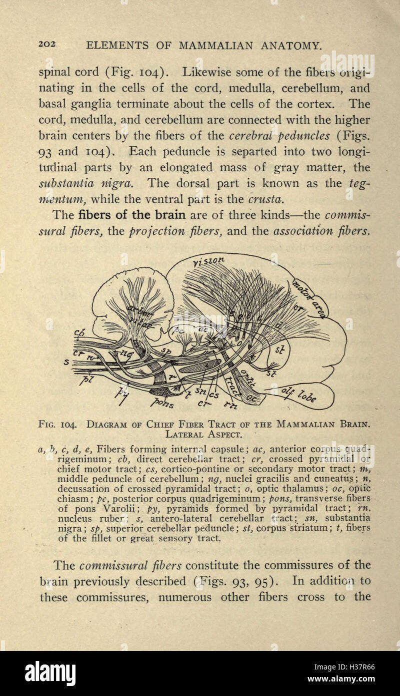 Mammalian digestive system anatomy hi-res stock photography and images ...