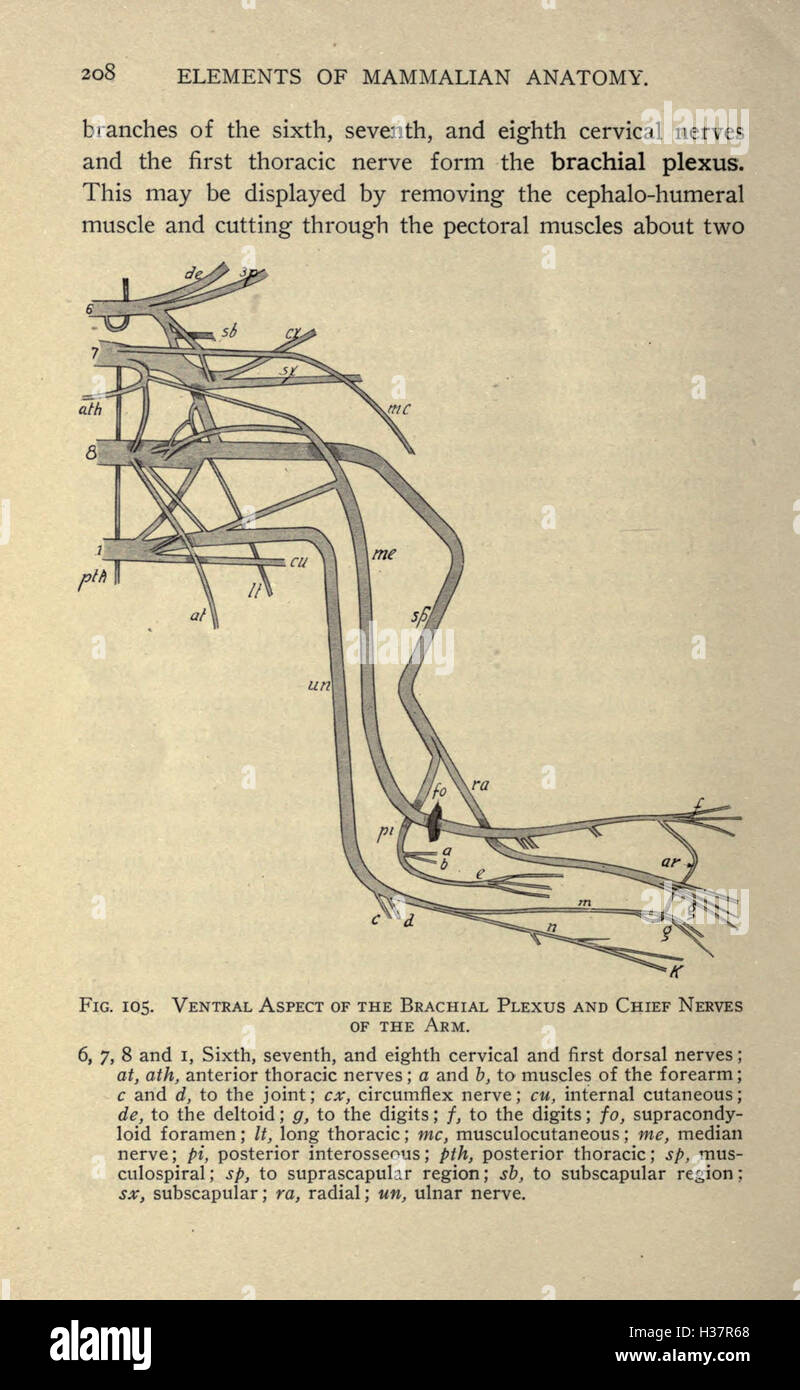 Mammalian anatomy (Page 208) BHL187 Stock Photo - Alamy