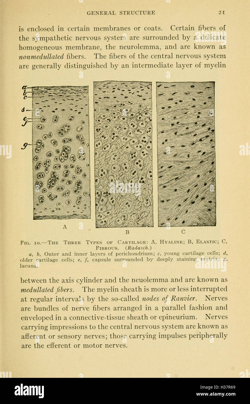 This page covers the structure and function of mammalian anatomy ...