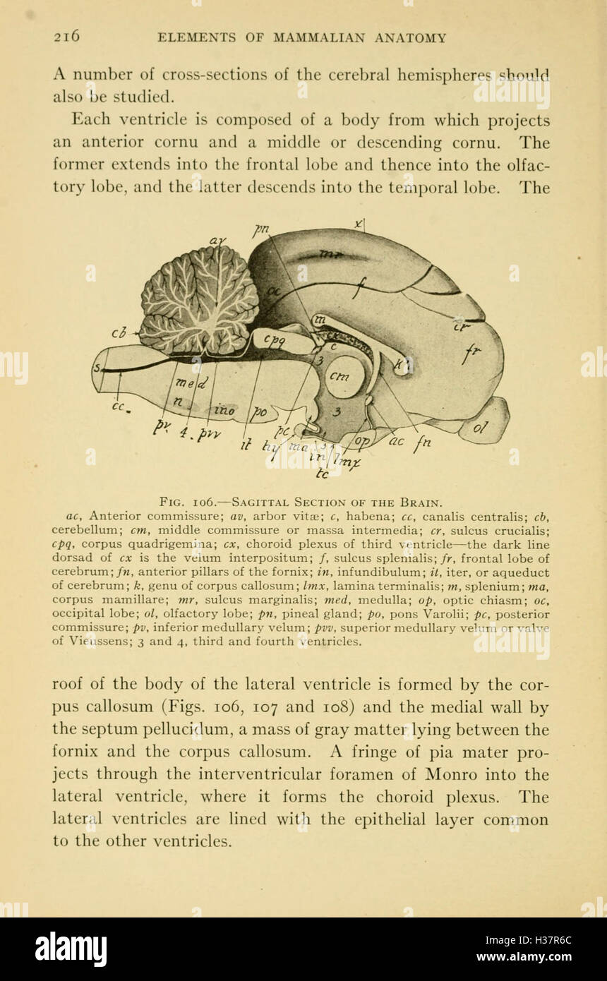 This work focuses on the anatomy of mammals, providing detailed ...