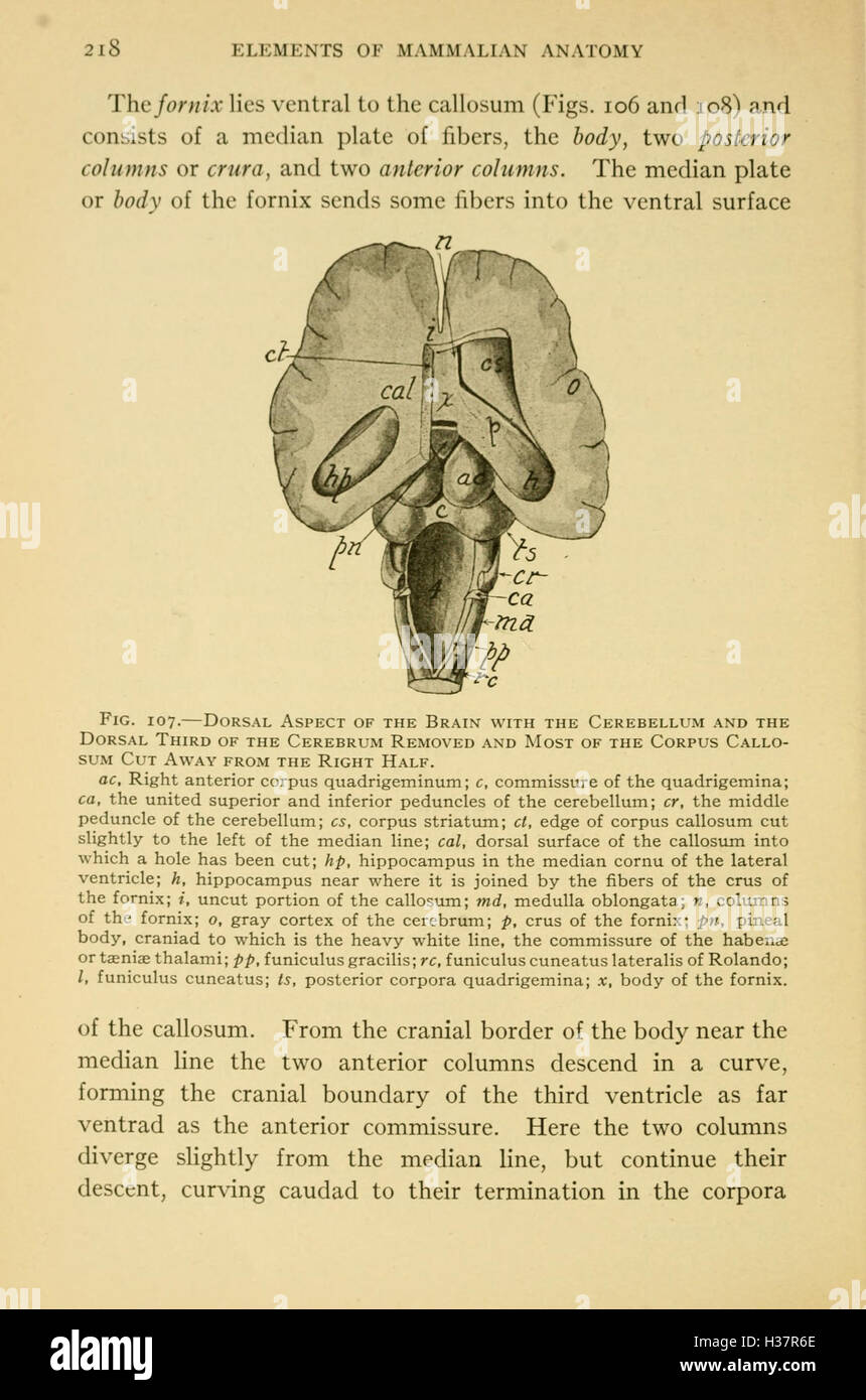 This text discusses the anatomy of mammals, focusing on the structure ...