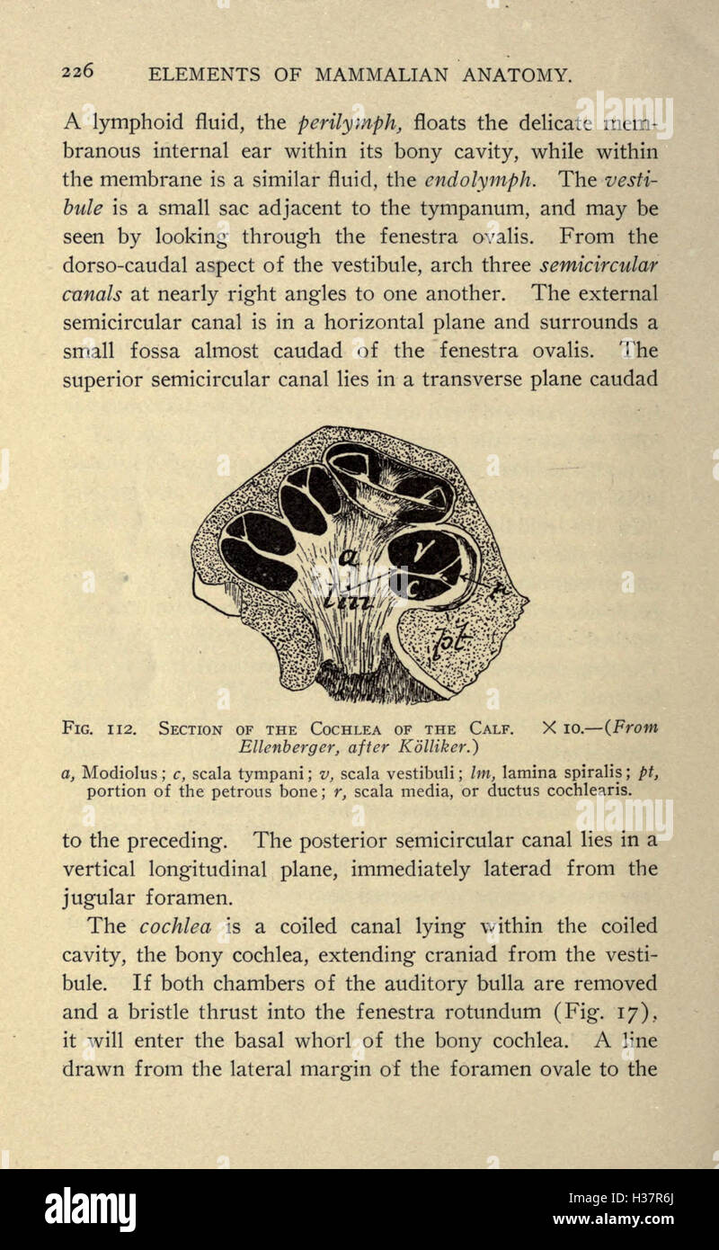 Highlighting key organs hi-res stock photography and images - Alamy