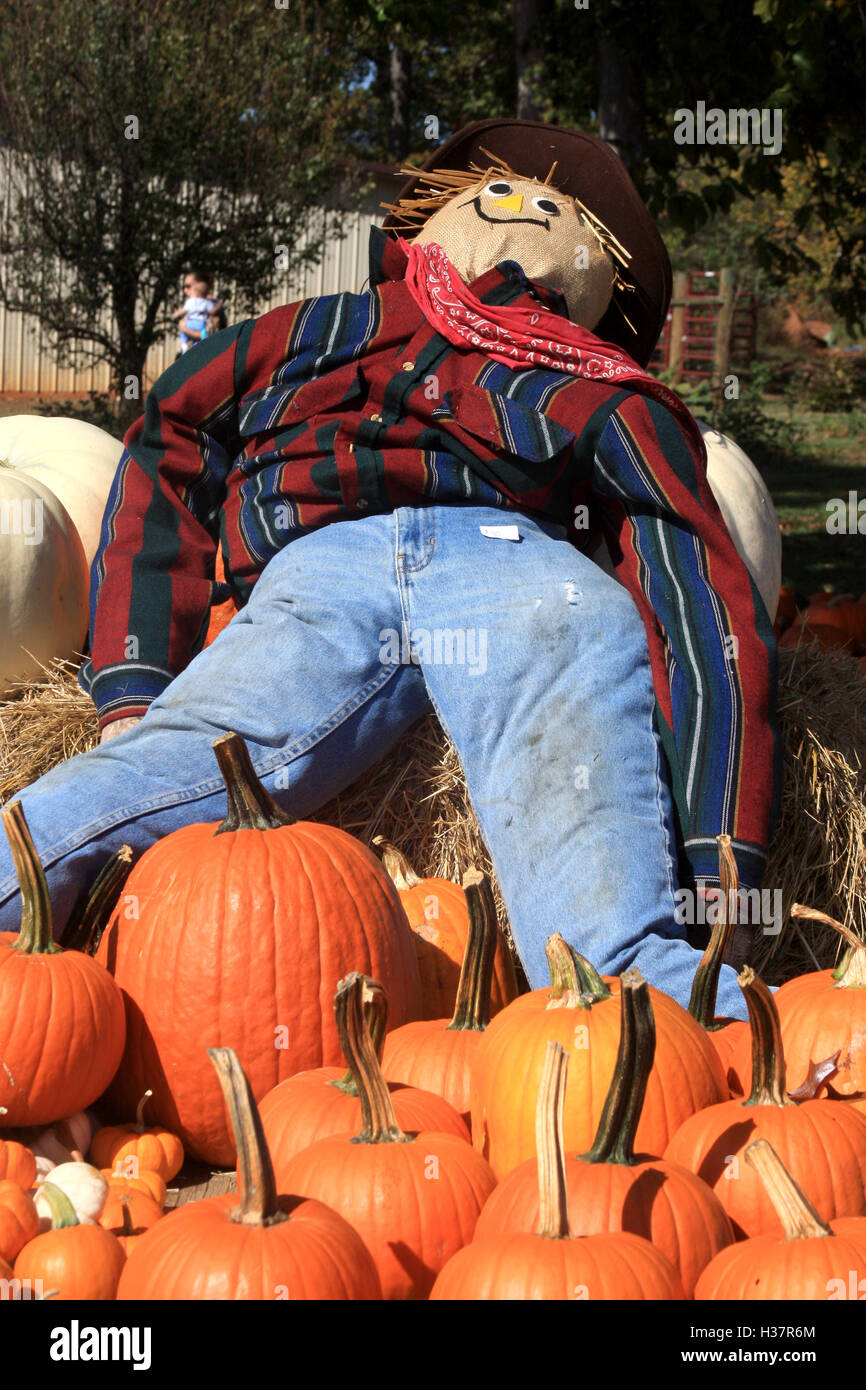 Handmade scarecrow at farm in autumn, with pumpkins in foreground Stock ...