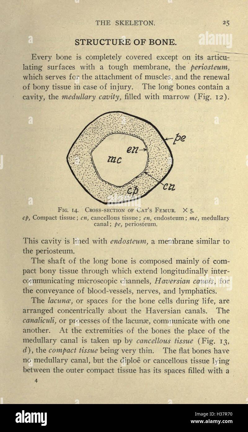 This page provides an overview of mammalian anatomy, focusing on the ...