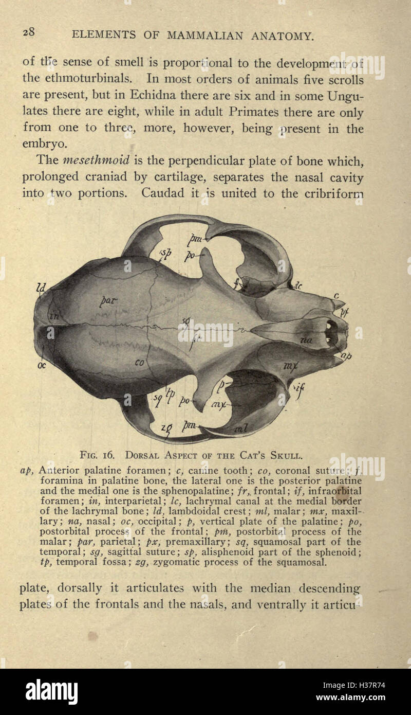 Mammalian digestive system anatomy hi-res stock photography and images ...
