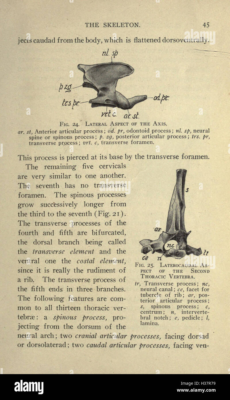 This work provides an overview of the anatomy of mammals, detailing ...