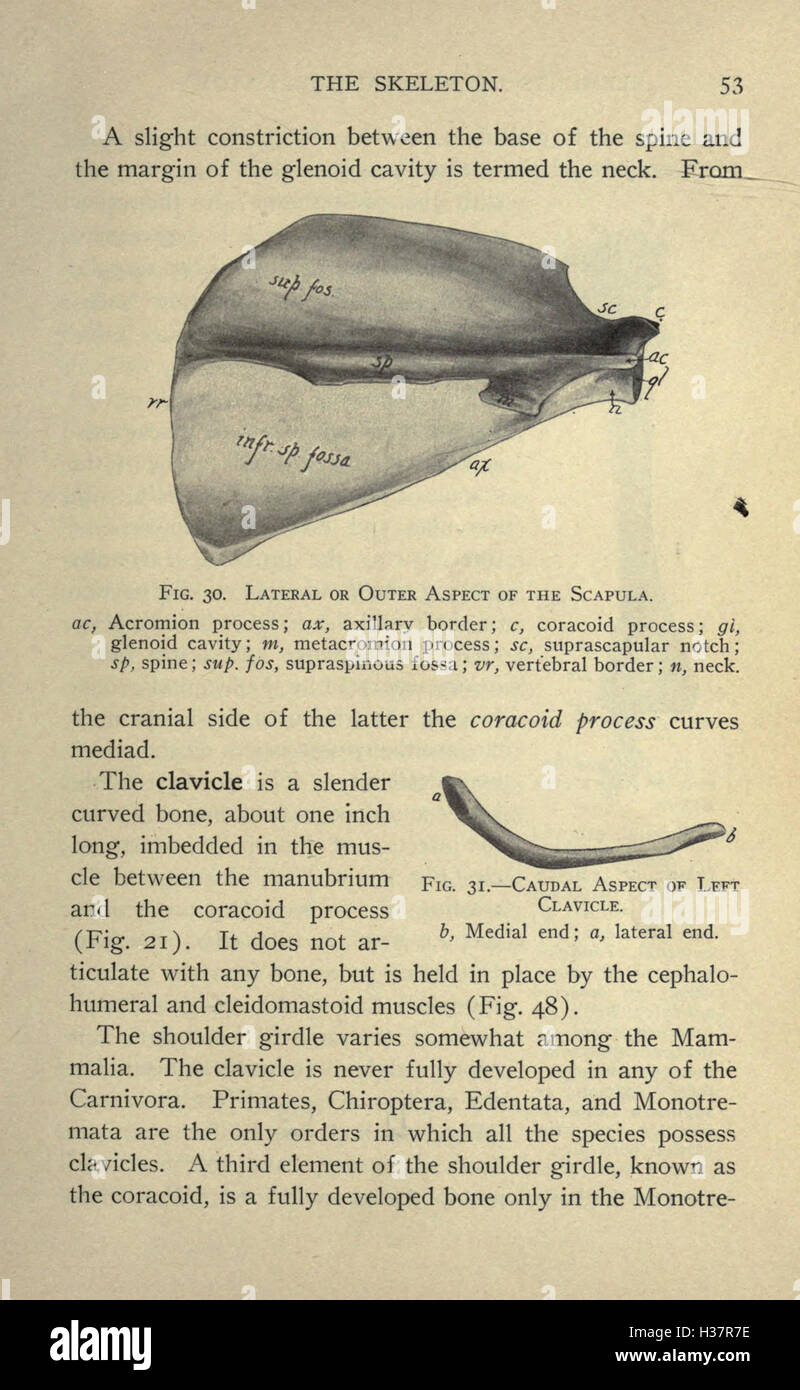 A study of the anatomy of mammals, focusing on the structure and ...