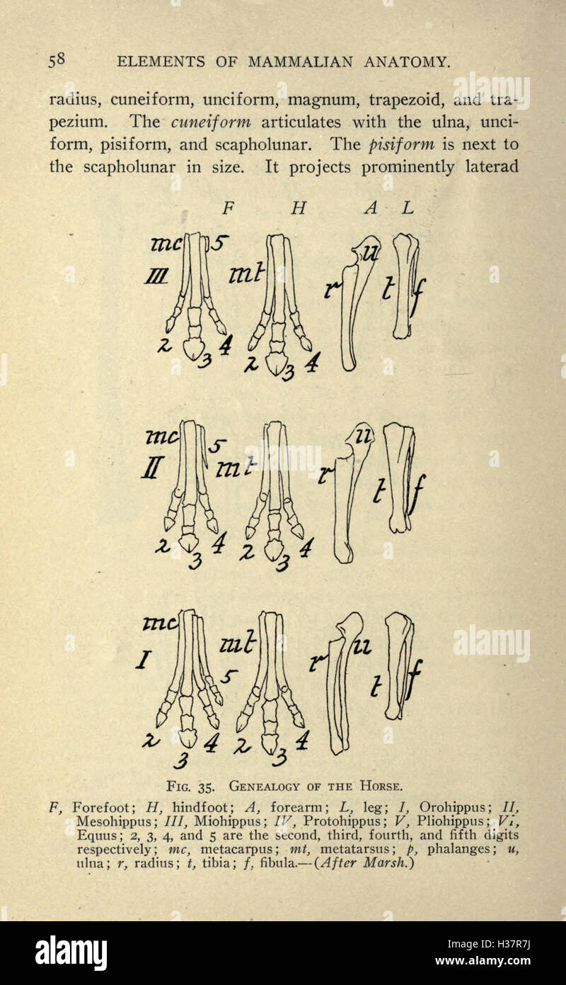 Mammalian digestive system anatomy hi-res stock photography and images ...