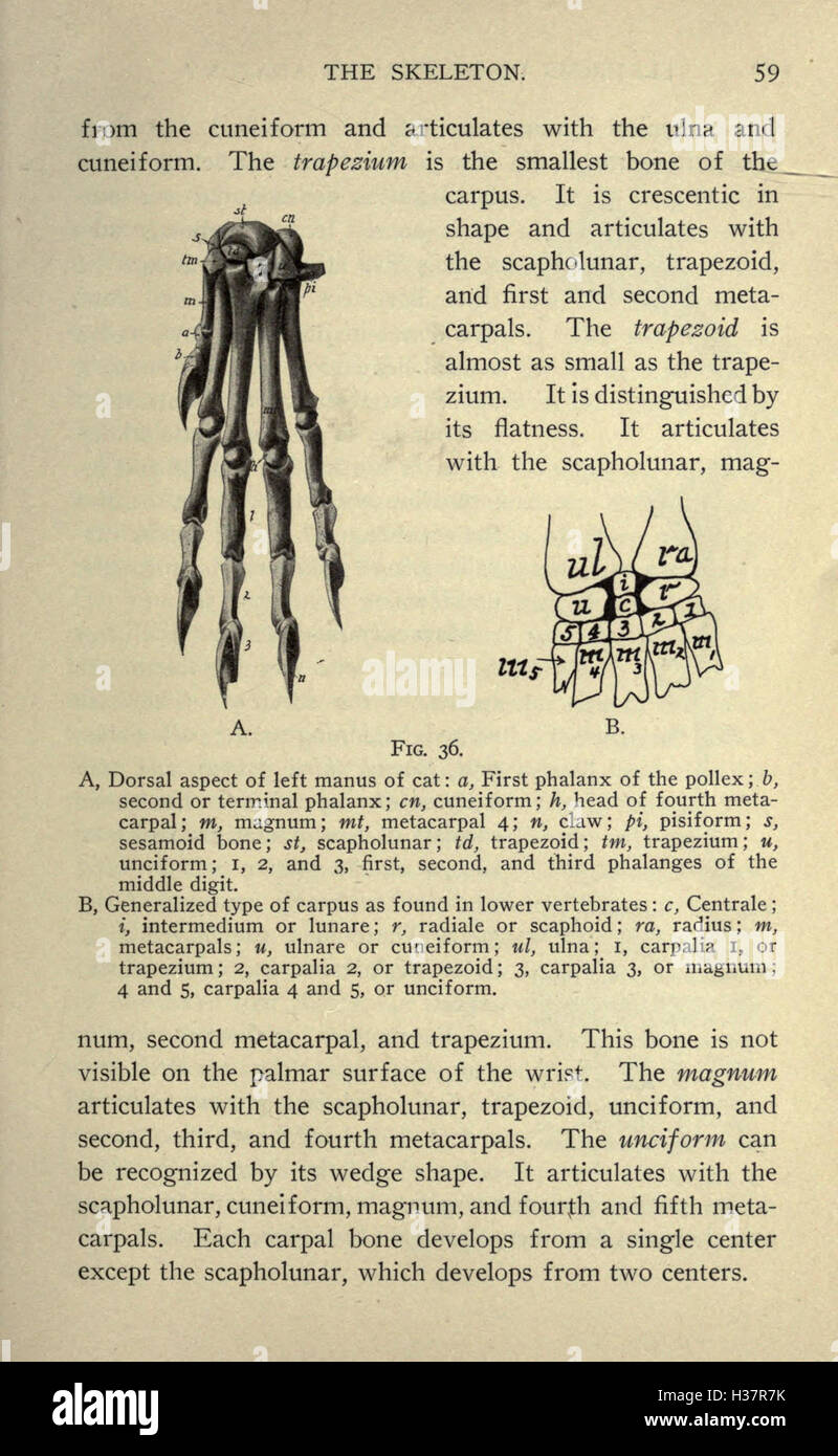 This work explores the anatomy of mammals, detailing the structure and ...
