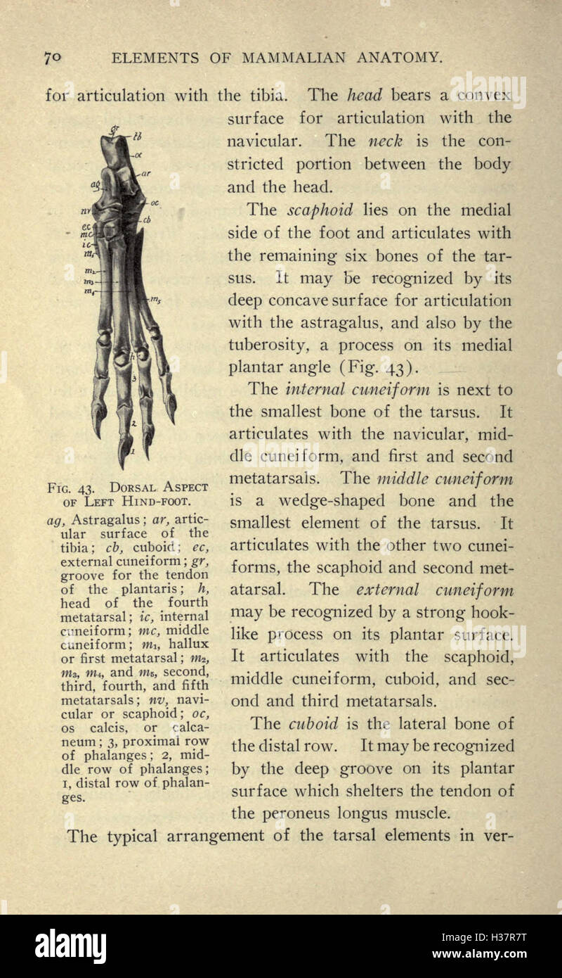 This text focuses on the anatomy of mammals, detailing the structure ...