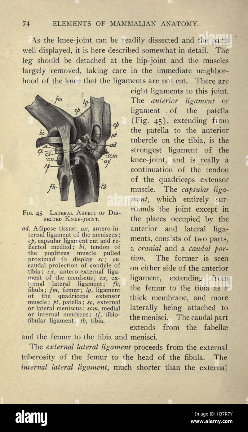 Mammalian digestive system anatomy hi-res stock photography and images ...