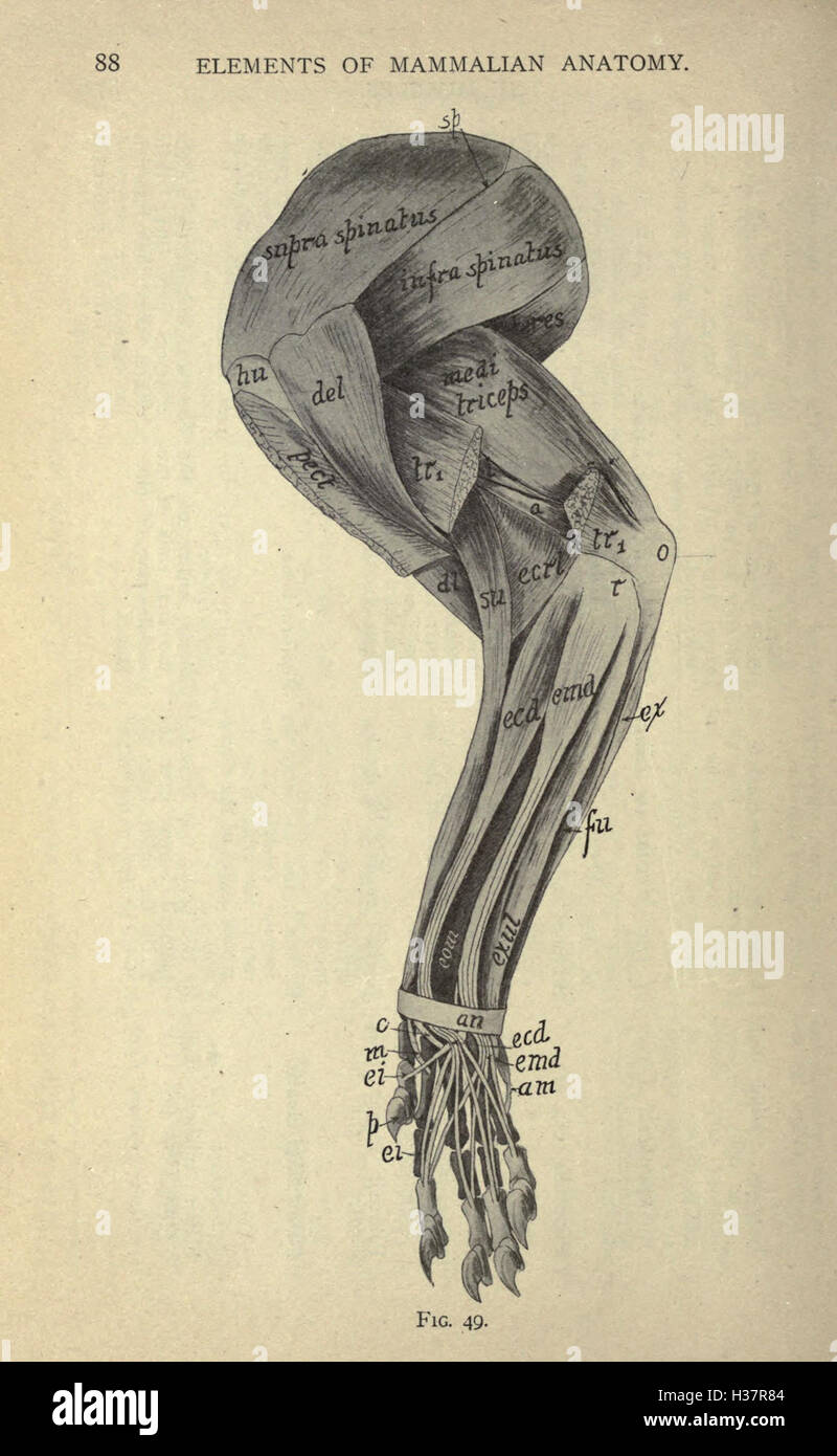 This section covers the anatomy of mammals, detailing the structure and ...