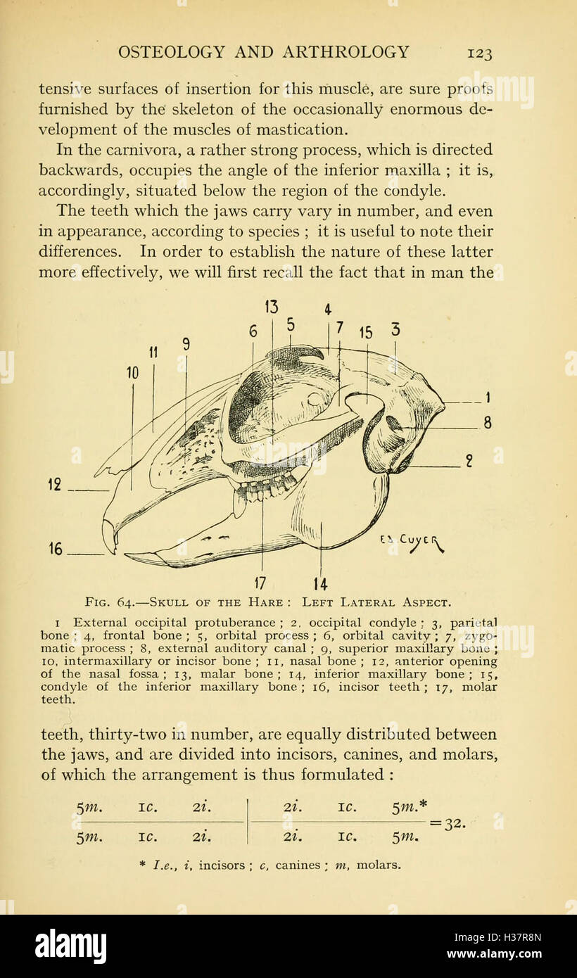 This page provides a detailed examination of the artistic anatomy of ...