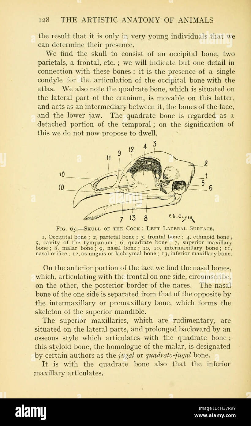 This work focuses on the detailed anatomical structures of animals ...