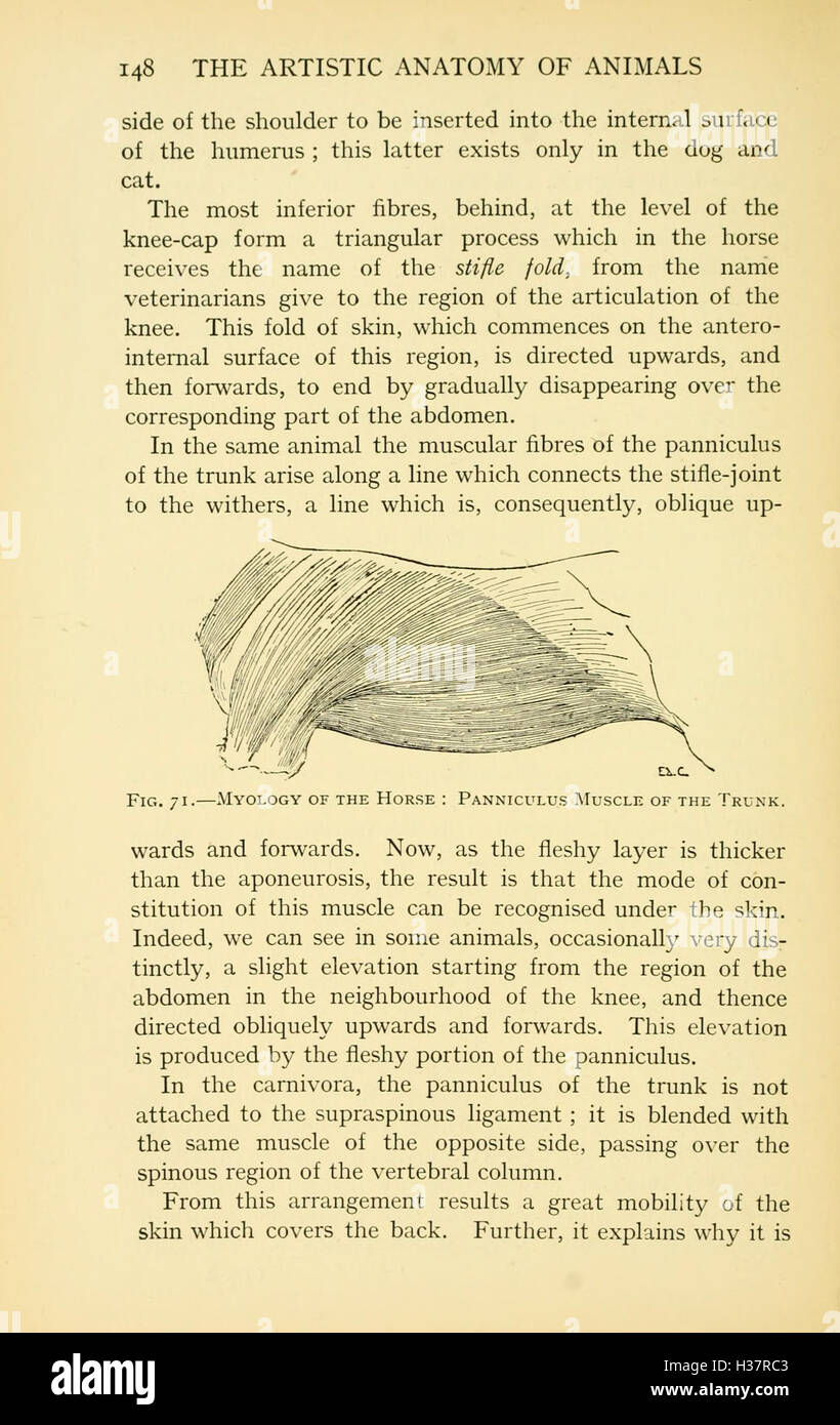 A study of the artistic representations of animal anatomy, focusing on ...