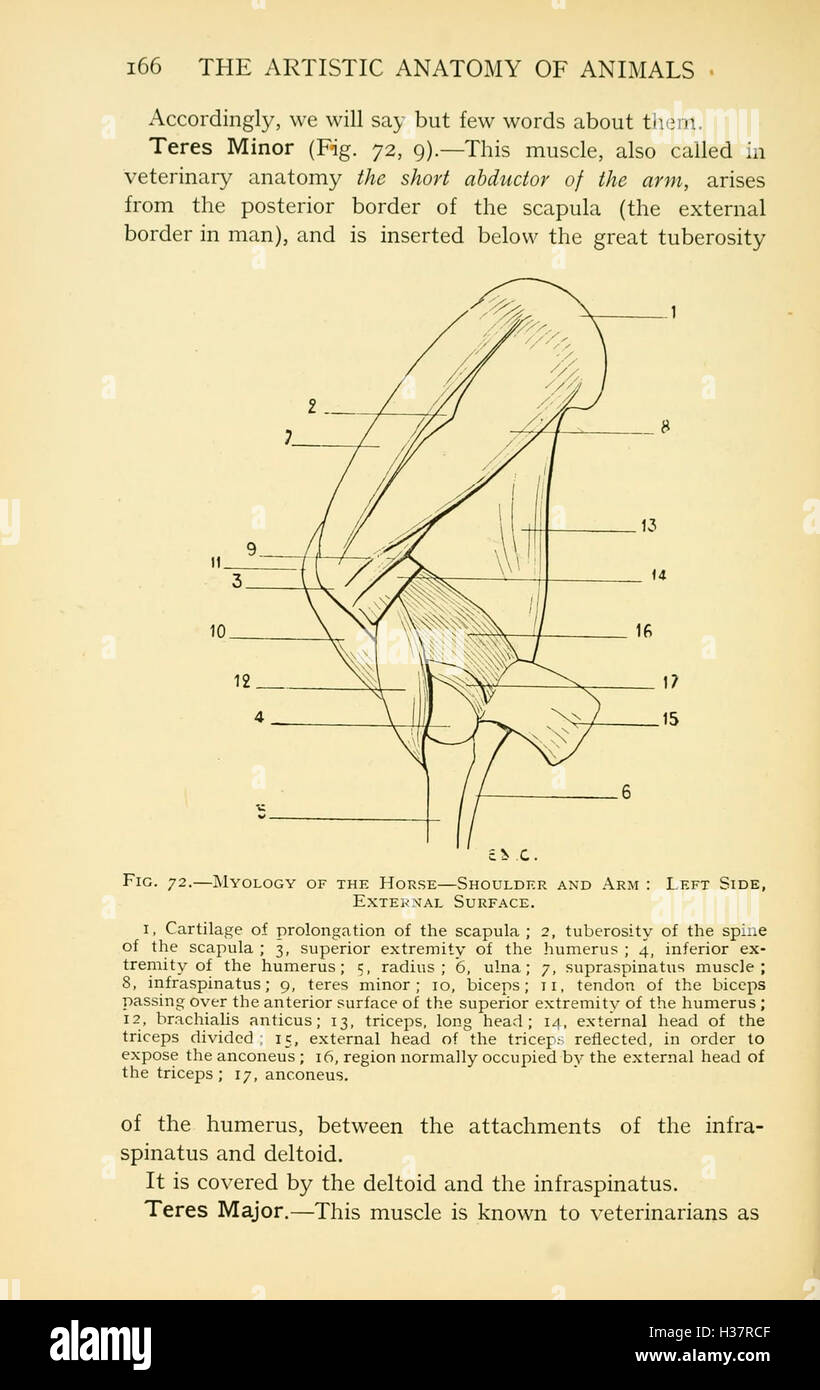 Anatomy vintage map hi-res stock photography and images - Alamy