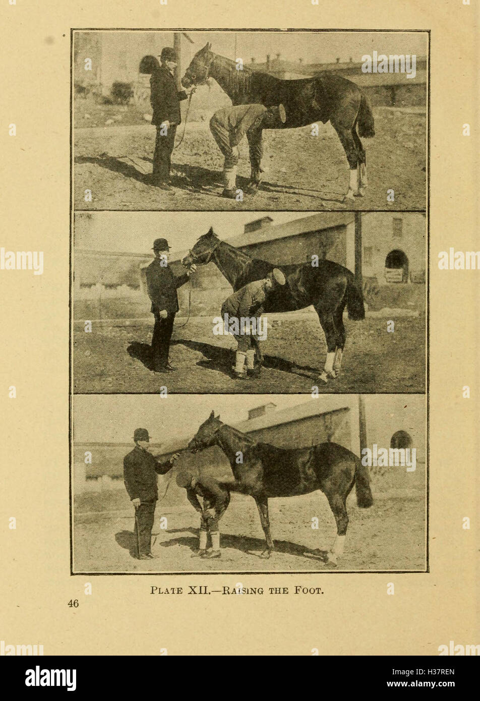 This manual provides guidance on the proper techniques for horseshoeing ...