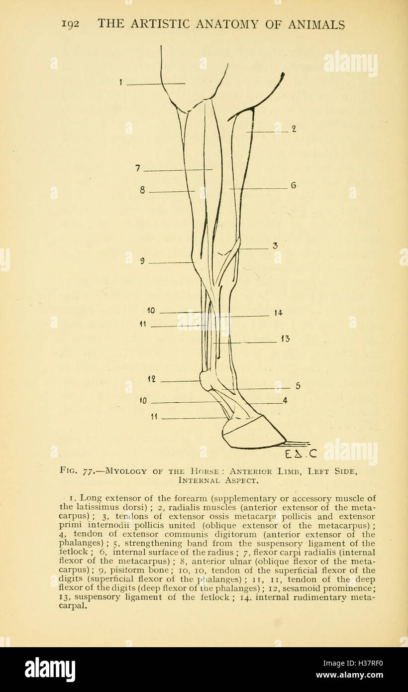 This artistic work presents detailed anatomical illustrations of ...