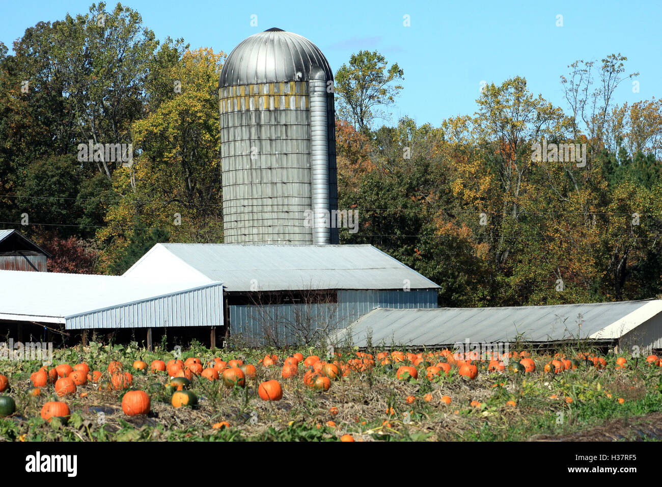 Pumpkins at pumpkin patch, with silo in the background Stock Photo - Alamy