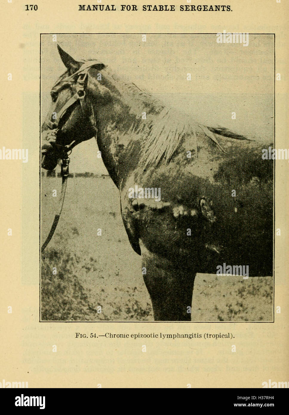 This manual provides guidelines for stable sergeants, offering ...