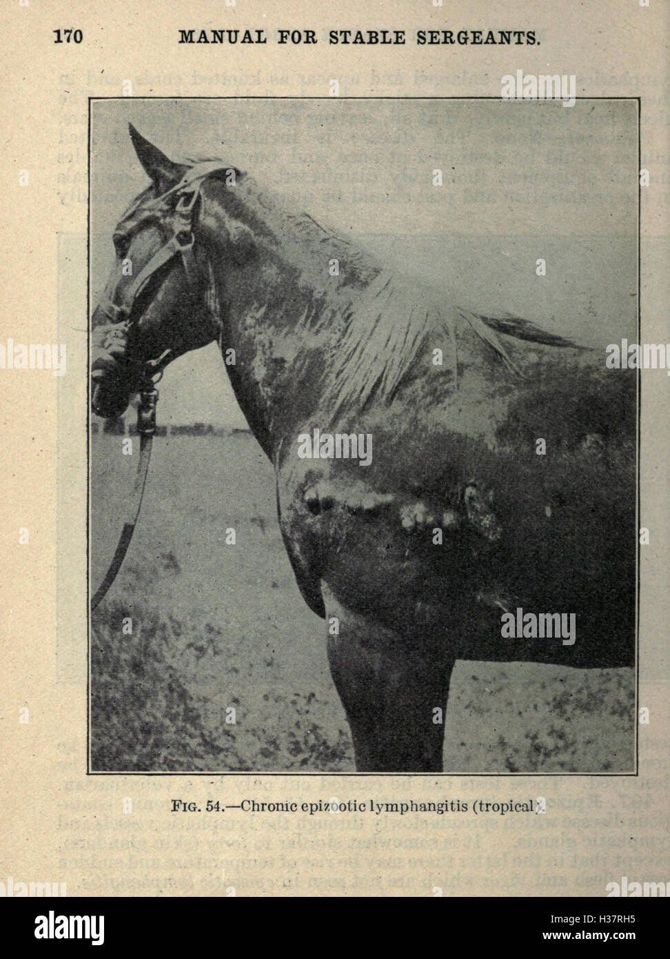 A 1917 manual designed for stable sergeants, providing instructions on ...