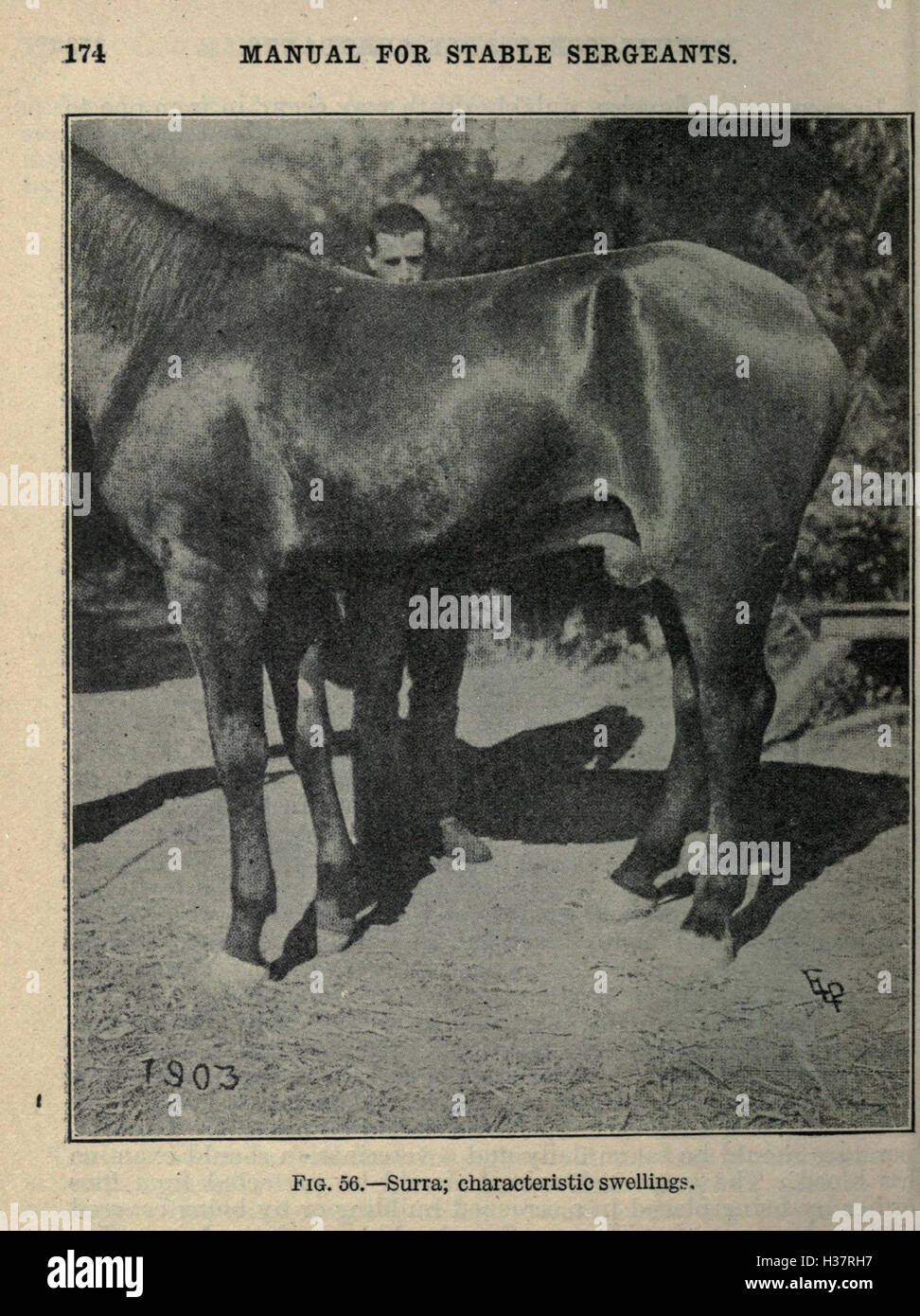 This manual, from 1917, provides guidance for military stable sergeants ...